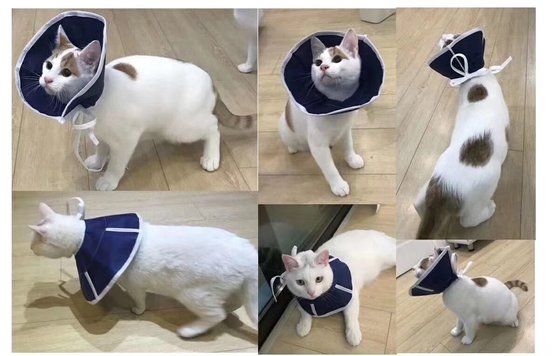 Veterinary Cat collar supplier