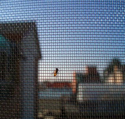 Reach / RoHs Standard Anti Mosquito Fiberglass Insect Window Screen Mesh