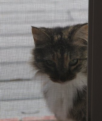 Special durable pet mesh paw proof heavy duty flyscreen for window and door