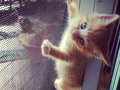 Anti-scratch of cats waterproof durable Pets mesh for screen window and door