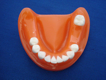 Import Data and Price of plaster dental model - plaster dental model HS Code