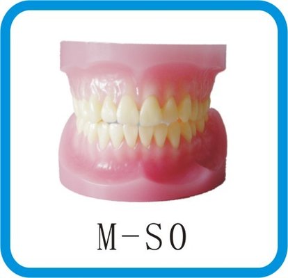 plaster dental model supplier clearance partner in china
