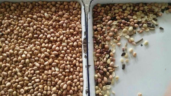 High Precision Optical RGB Peanut Color Sorter Nuts Processing Machine any sort color sorter
