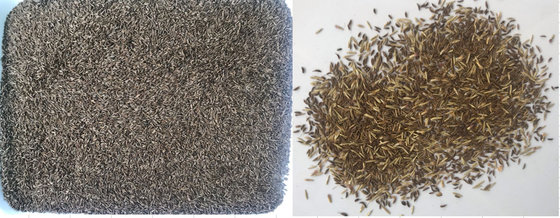 Color Sorter with 5000+ Pixel CCD nikon lens camera and High SMC Frequency Ejectors for beans and seeds