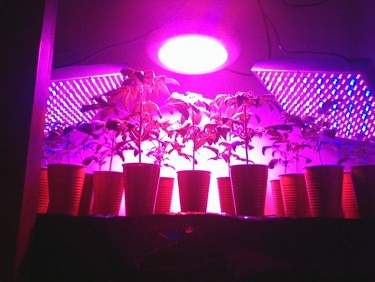 hydroponics growing light system full spectrum 360W apollo 8 led grow lights/hydroponic