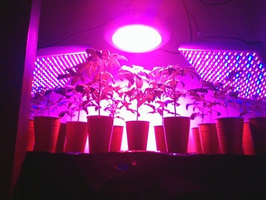 full spectrum led grow lights
