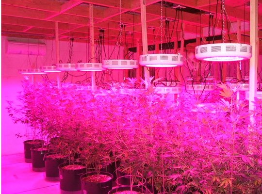 full spectrum led grow lights