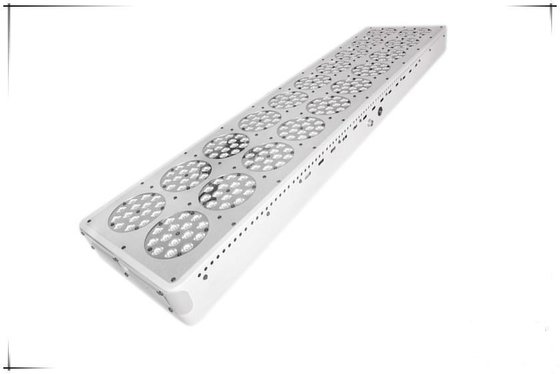 CIDLY 20 aeroponic system led lights 900w grow lights for indoor plants