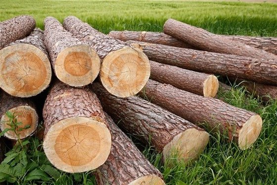 Customs declaration wood China supplier