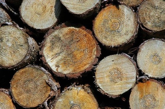 Nigeria Koso wood supplier supplier