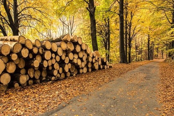 Nigeria Koso wood supplier supplier