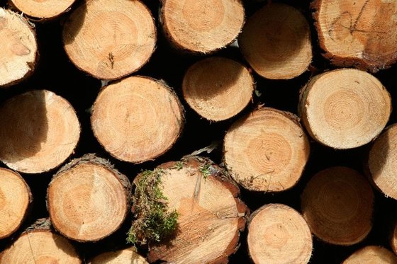 Nigeria Koso wood supplier supplier