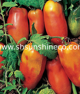 28-30% cold break tomato paste in bulk package from Xinjiang China