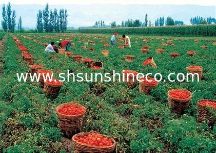 Aseptic bag tomato paste in steel drum  with 100% fresh tomato and non-GMO 28-30% Brix Cold break