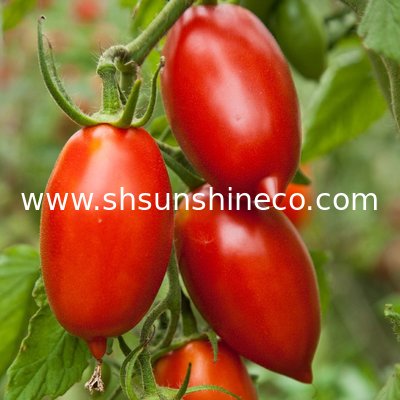 tomato processing plant