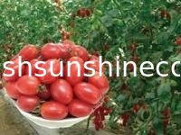 Chinese Canned Tomato paste/Tomato ketchup/ Tomato Sauce/Tomato Jam