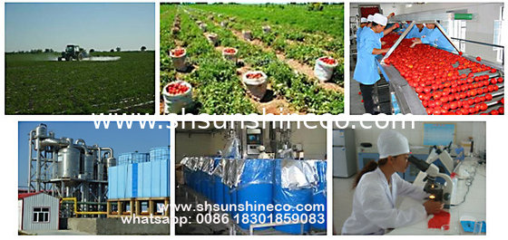 tomato paste plant/tomato paste processing factory/tomato paste machine