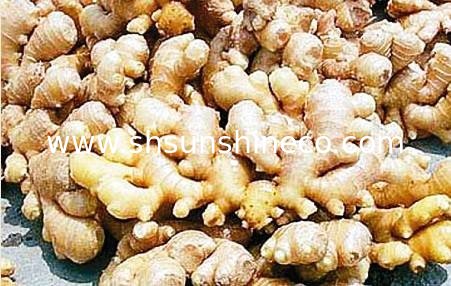 Rotary drum brush washing machine/fruit washer/carrot washer/ginger washer