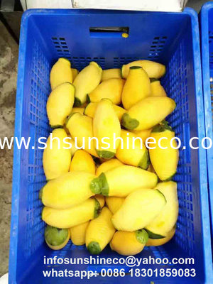 Mango peeling machine/Mango peeler/Mango Processer/ المانجو  مقشرة /ปอกมะม่วง