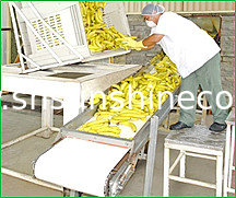 belt conveyor of lifting banana, or other fruits, vegetables, waste residue, plastic bags, and other solid material.