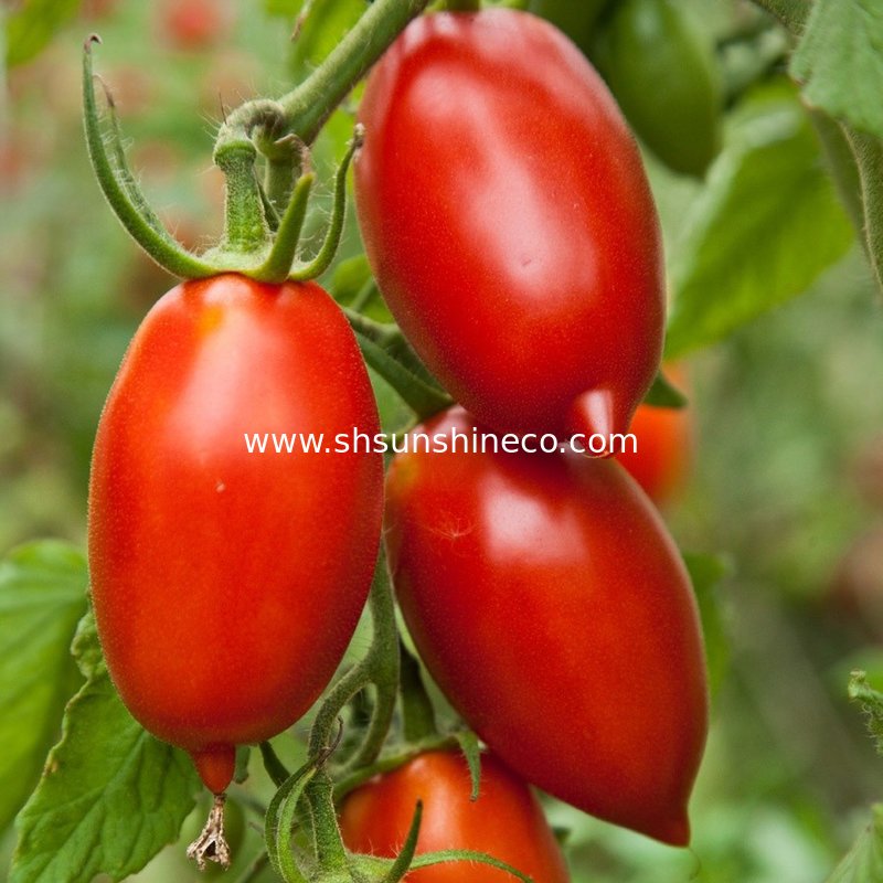 Aseptic bag tomato paste in drum  with 100% fresh tomato and non-GMO 36-38% Brix Cold break