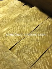 China Golden Phoebe Burl in full 0.50mm thickness for fine furniture supplier