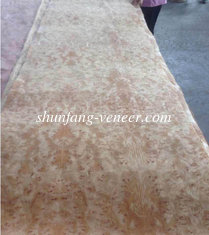 China Golden Camphor Burl Paper Backed Veneer, Paper Backed Burl Veneer supplier
