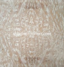China Golden Camphor Burl Paper Back Veneer | Paper Backed Golden Camphor Burl Veneer Sheets supplier