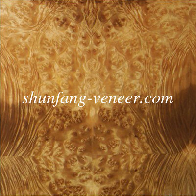 Golden Burl Veneer from Burma/China supplier