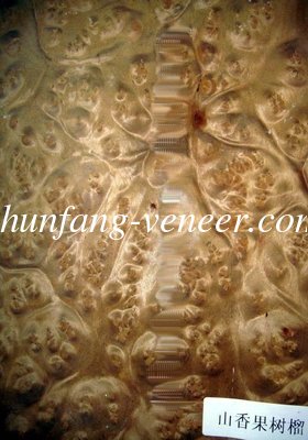 Golden Burl Veneer from Burma/China supplier