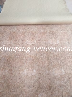 Golden Camphor Burl Paper Backed Veneer Sheets 4' x 8' supplier