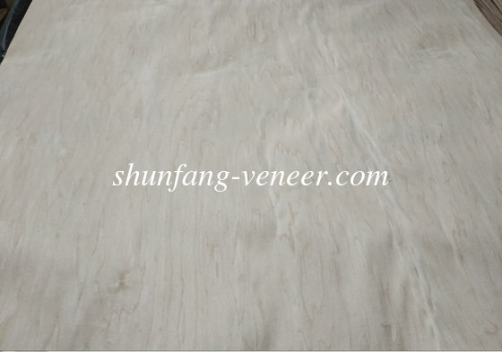 Rotary Peeled Maple Wood Veneer Maple Rotary Cut Veneer 4' x 8' supplier