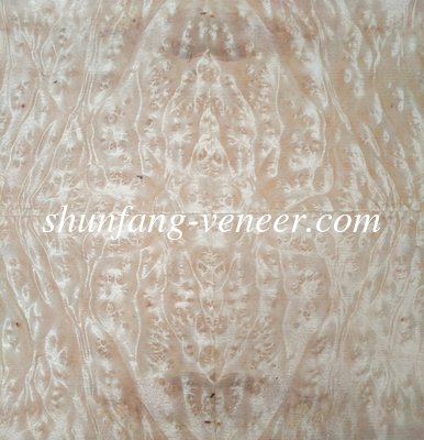 Golden Camphor Burl Paper Back Veneer | Paper Backed Golden Camphor Burl Veneer Sheets supplier