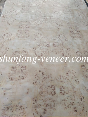 Mappa Burl Paper Backed Veneer | Paper Backed Poplar Burl Veneer Sheets supplier