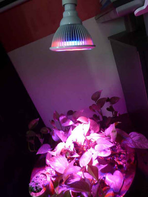 Hight Power 12W 24W 36W E27 Par38 Grow Light Led Full Spectrum Plant