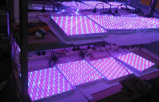720w Plant Growing Lights Brushed With 12000lm 300pcs Led Chip supplier