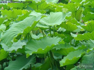 Lotus Leaf Extract/Nelumbo Nucifera Extract/Folium Nelumbinis Extract
