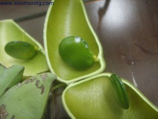 Top Quality 5-HTP 98% Griffonia Extract --Griffonia Simplicifolia.