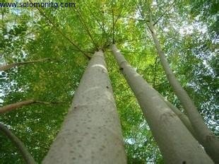 high quality moringa oleifera leaf powder import China products