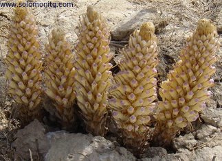 high quality 10:1 Songaria Cynomorium P.E --Cynomorium songaricum Rupr