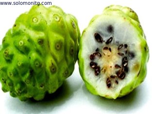 4:1,10:1,20:1,30:1,etc morinda citrifolia extract/ noni juice powder China supplier--Morinda officinalis How