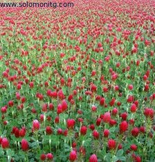 Trifolium pratense L. With 8%,20%,40% Isoflavones benefits healthcare ingredient application