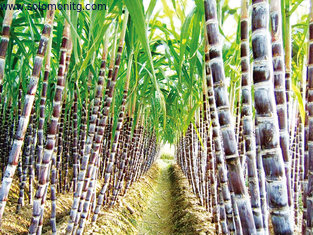 White Powder Sugar Cane Extract 90% Total Alcohols GC 60% Octacosanol -Sugar Cane Wax