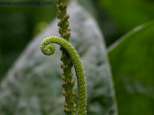 Pure Natural Plantago Asiatica Extract --plantago asiatica  for healthcare ingredient