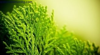 manufacture Seaweed extract fertilizer powder with 10：1 --Kelp extract