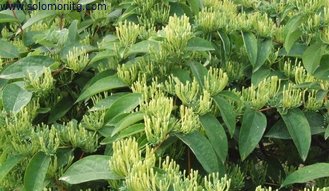 high quality 20:1 ashwagandha root extract , Withania Somnifera L.