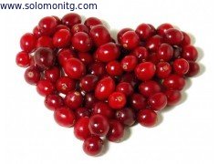 cranberry fruit extract free sample Anthocyanidins 25% UV --Vaccinium Macrocarpon L