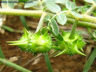 factory Supply High Quality tribulus terrestris Fruit Extract - Tribulus terrestris L.