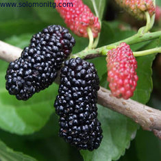 High Quality Mulberry Fruit Powder Extract / Mulberry Fruit P.E. -- Morus alba L.