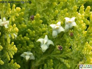 Factory Supply Boswellia Extract25% Powder frankincense extract powder